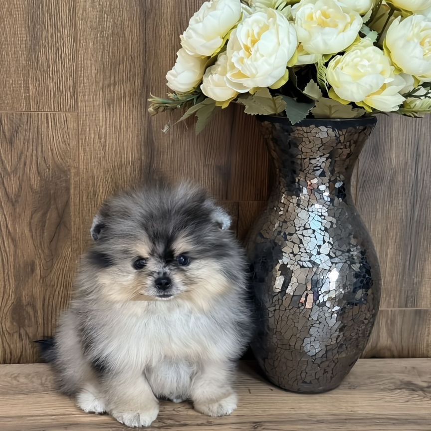 Померанский шпиц, щенок