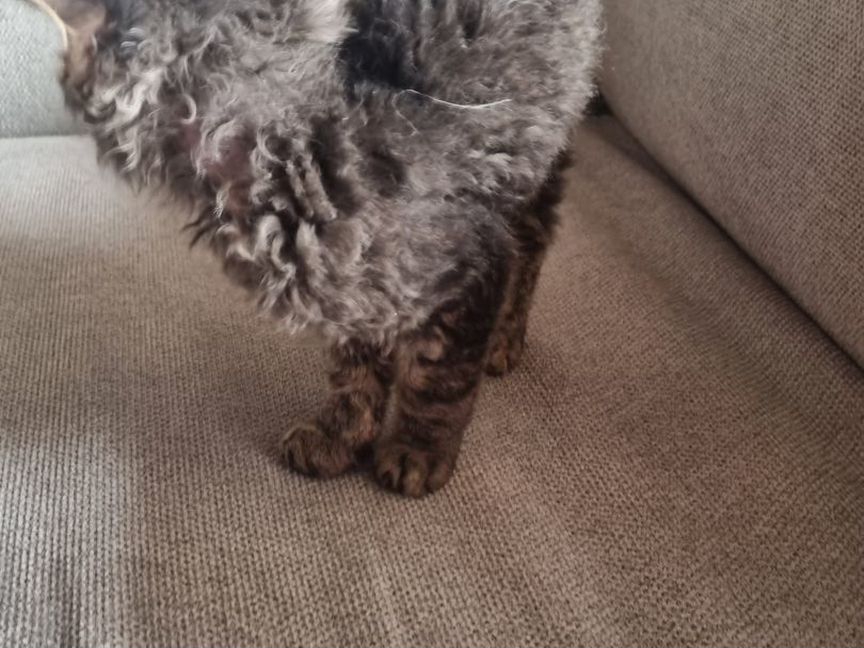 Котёнок девон-рекс