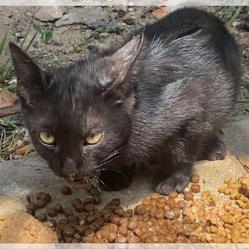 Черный котенок погибает на улице
