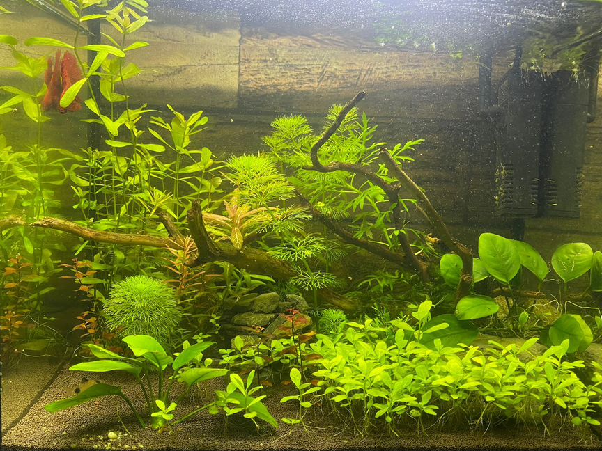 Аквариум 30 литров