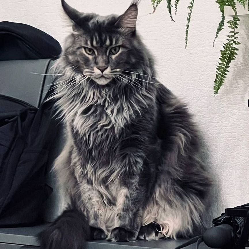 Мейн-кун, взрослая кошка