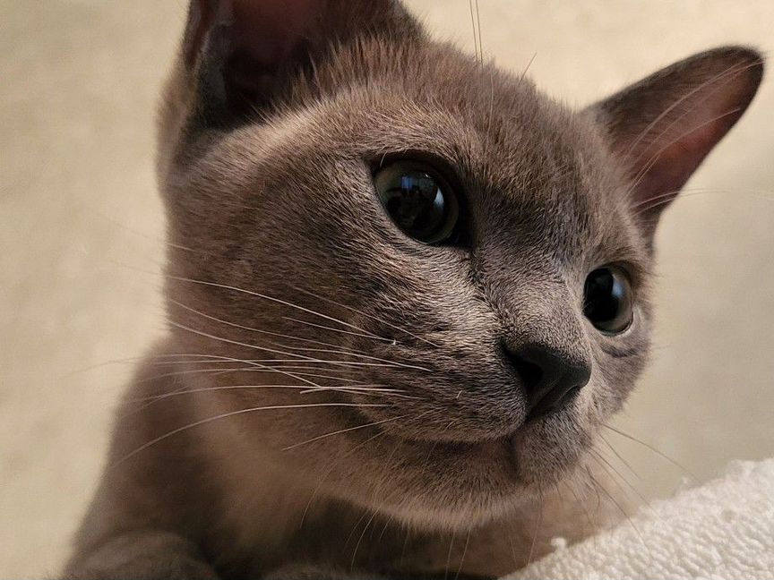 Бурманские котята