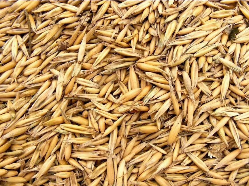 Кормовая пшеница, Кормовая пшеница на корм