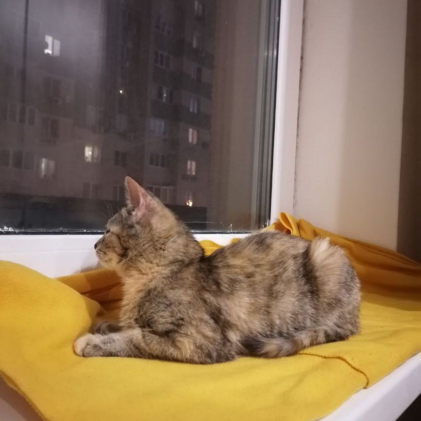 Кошечка-красоточка в добрые руки