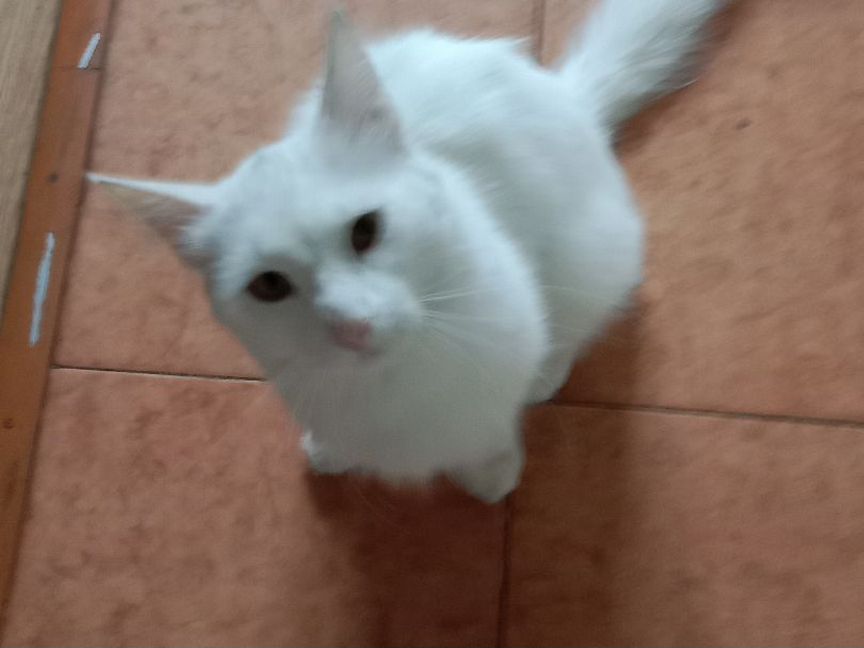 Котик бельчонок белый интеллигент