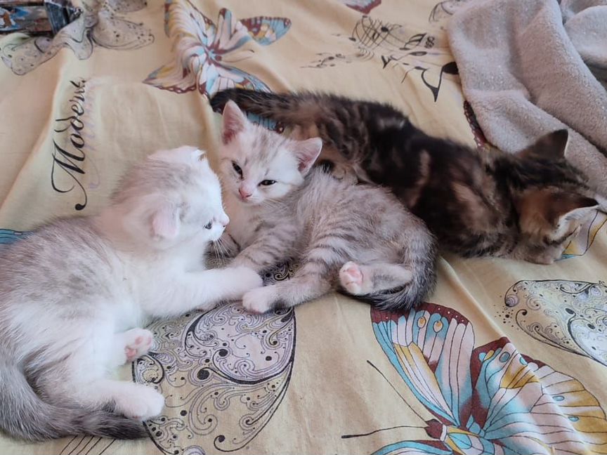 Продам шотландских котят