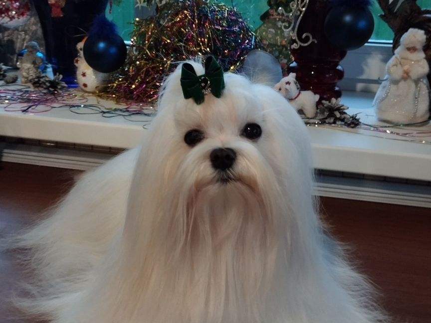 Мальтийская болонка, Мальтезе, кобель, вязка