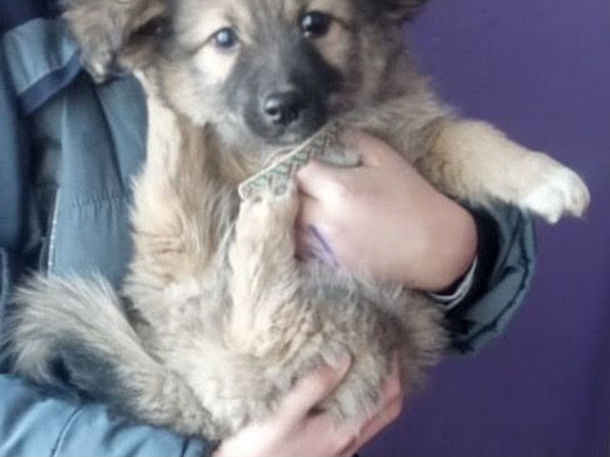 Щенки в добрые руки