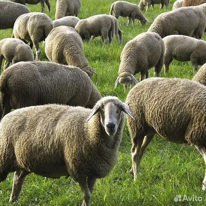Овцы бараны