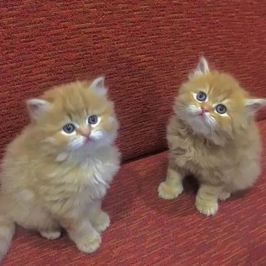 Котёнок от частного владельца