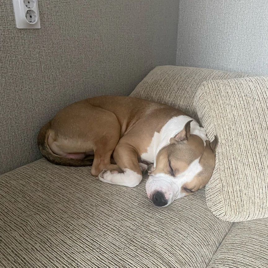 Стаффордширский терьер в добрые руки