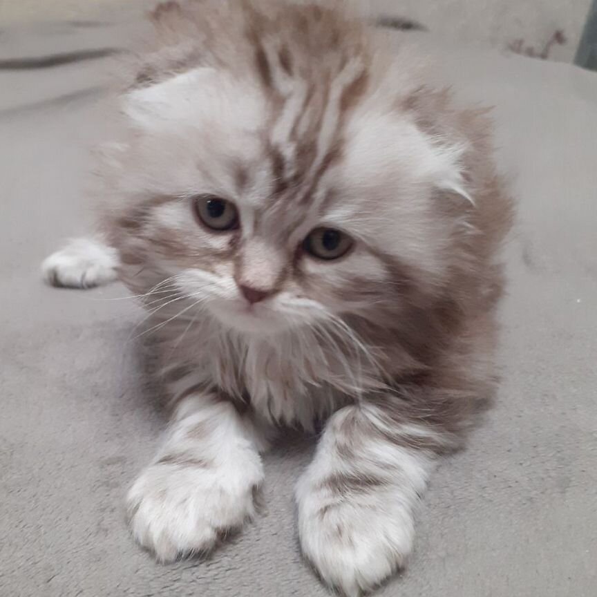Шотландский вислоухий длинношёрстный котёнок