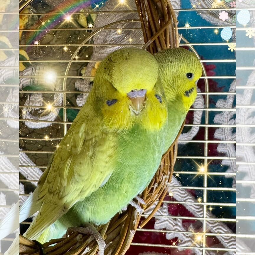 Выставочный волнистый попугай ввп Чех