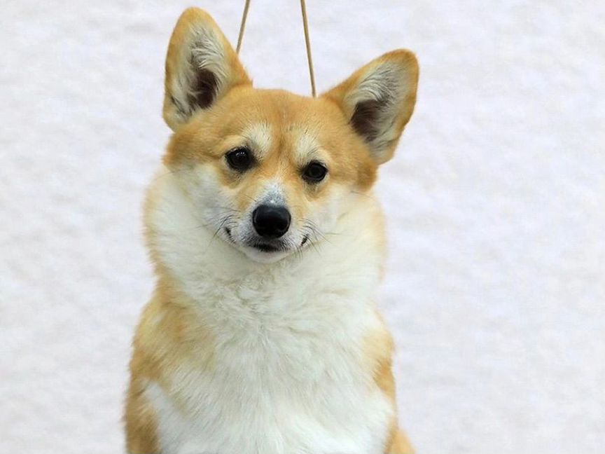 Вельш-корги пемброк девочка