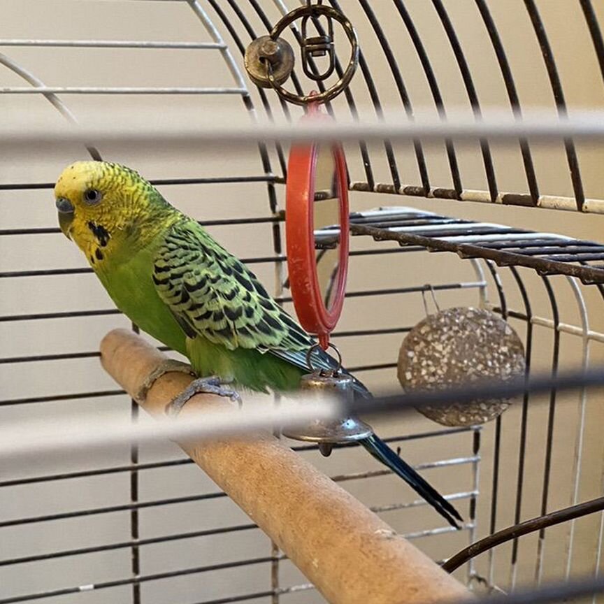 Волнистый попугай с клеткой бронь