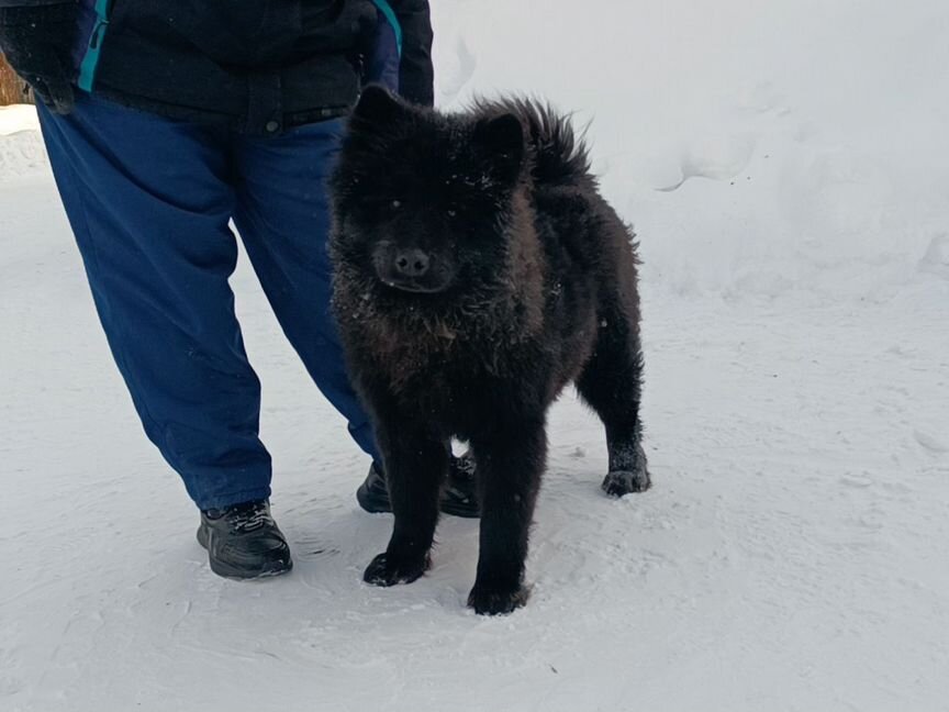 Кобель евразиер (5мес)