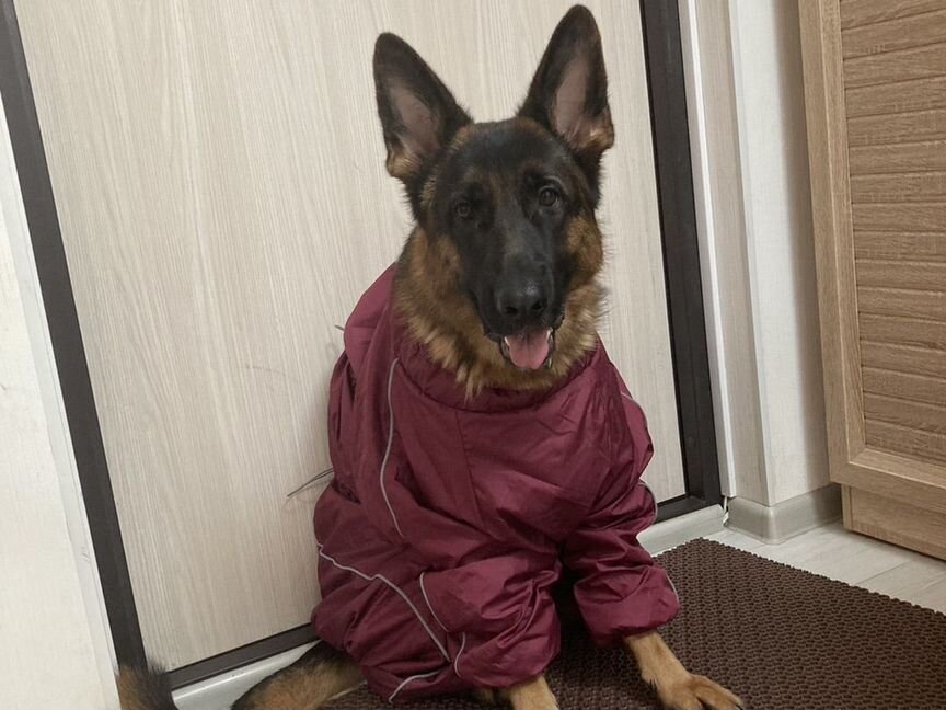 Немецкая овчарка