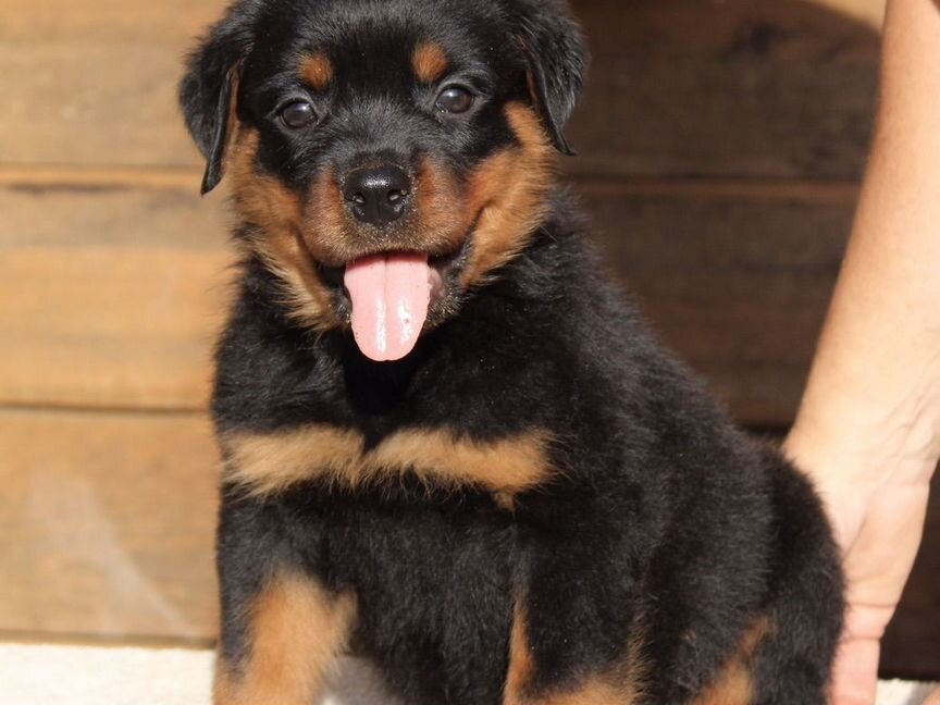 Щенки ротвейлера из питомника