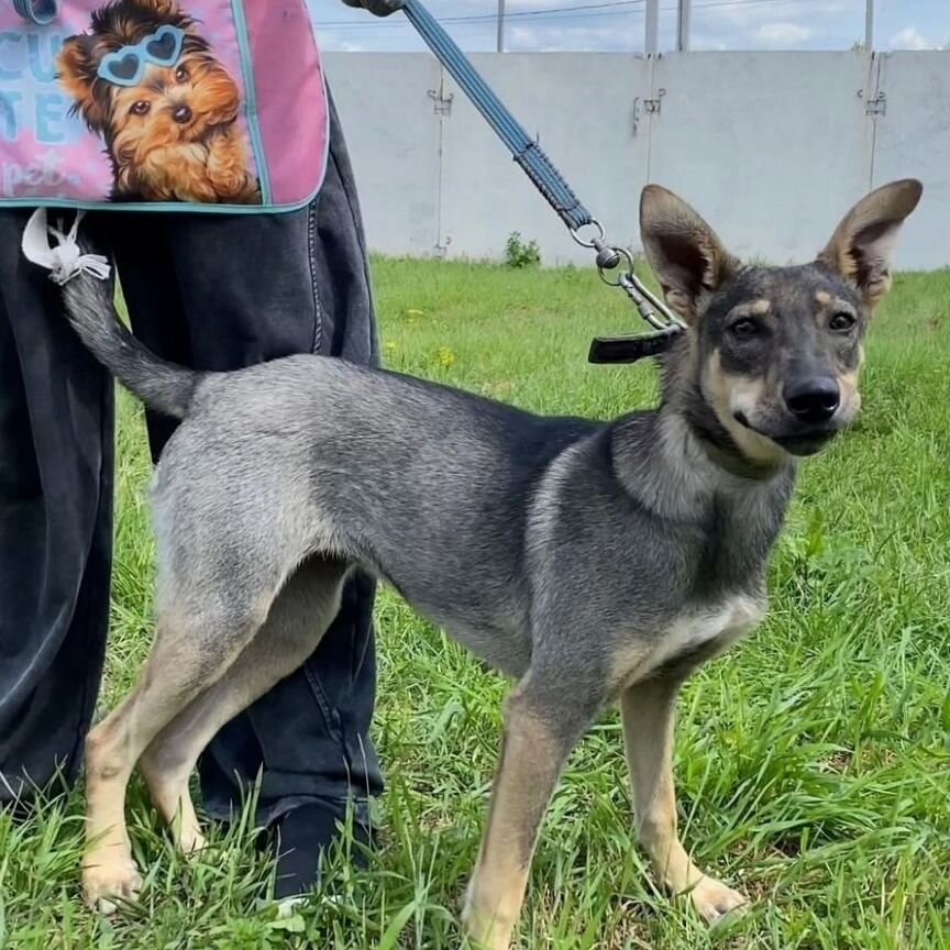 Собака в добрые руки. Лили