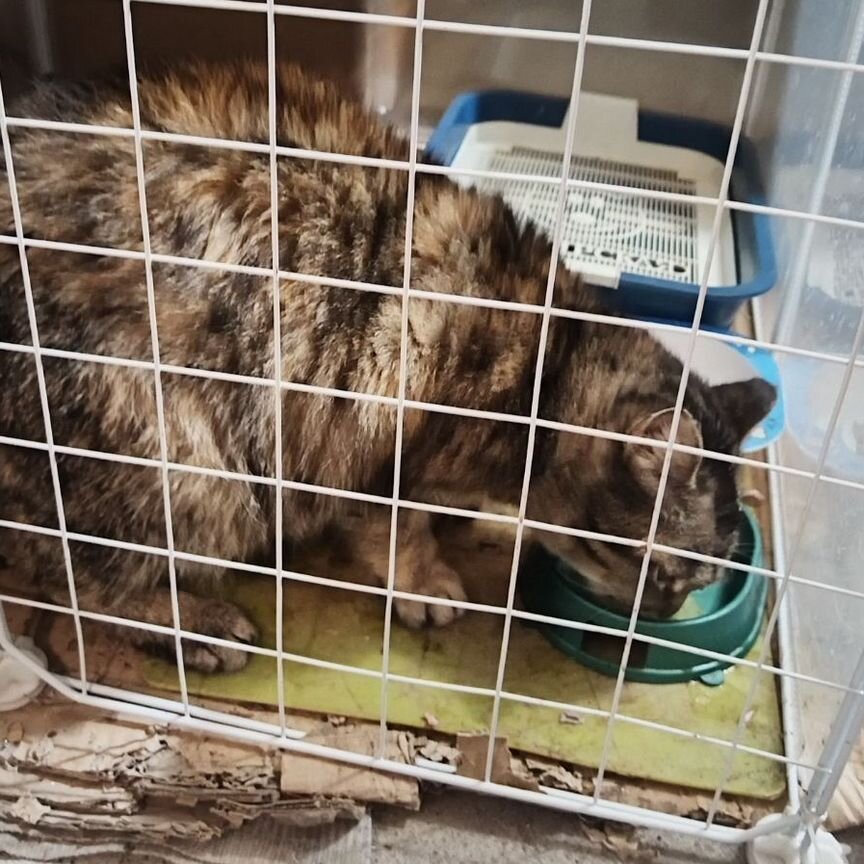 Взрослая, Девочка кошка в добрые руки