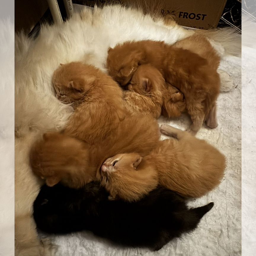 Котята