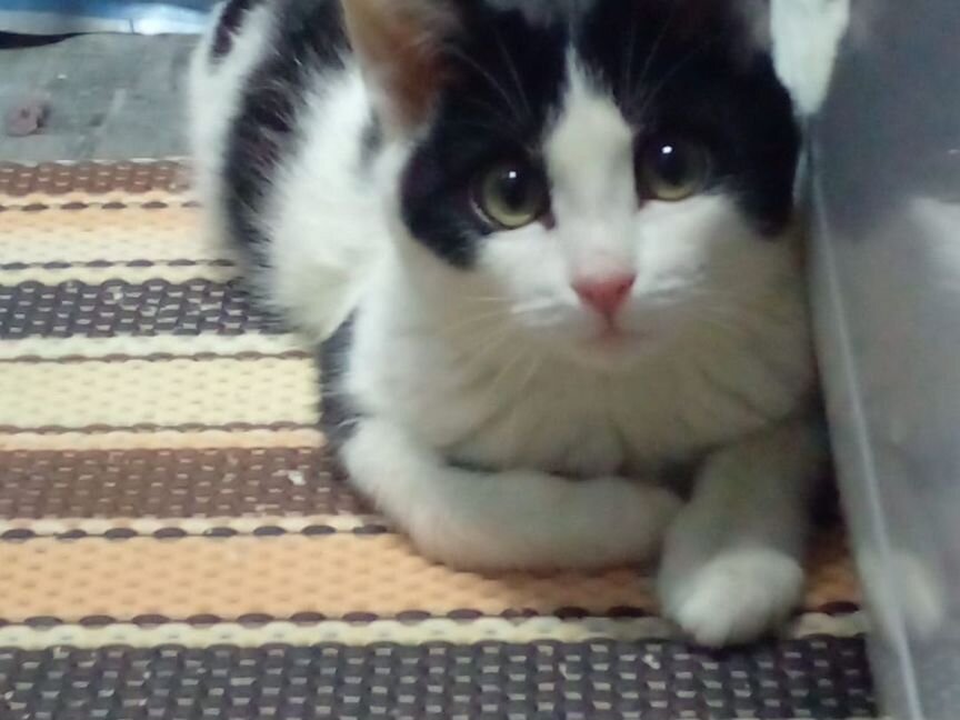 Кошки