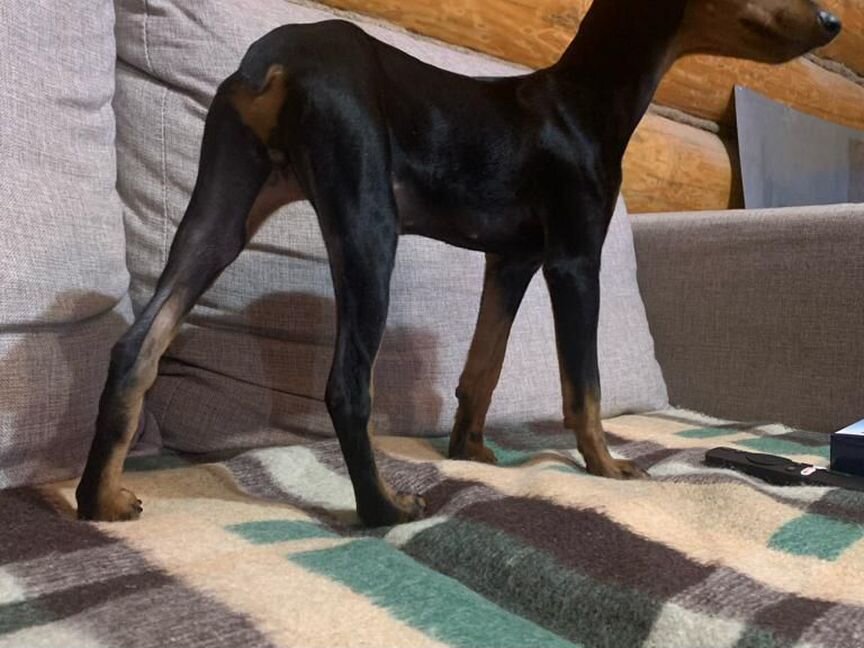 Щенки цвергпинчера мини