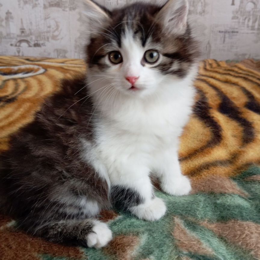 Котёнок в добрые руки