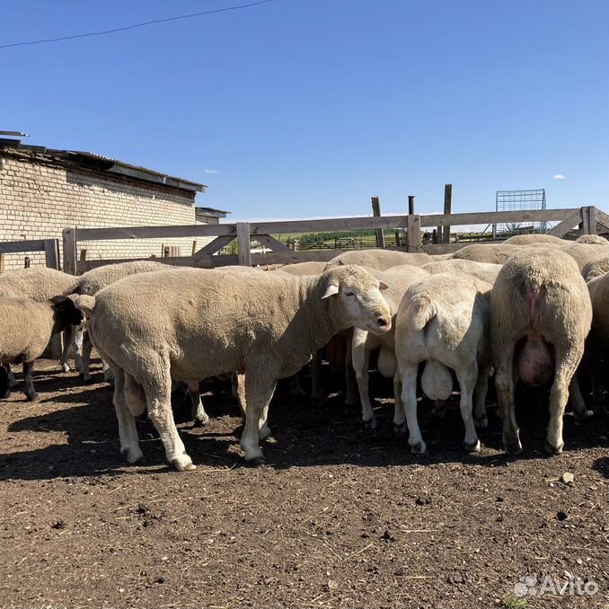 Баран Иль де Франс