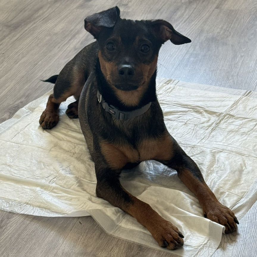 Собака в добрые руки щенок