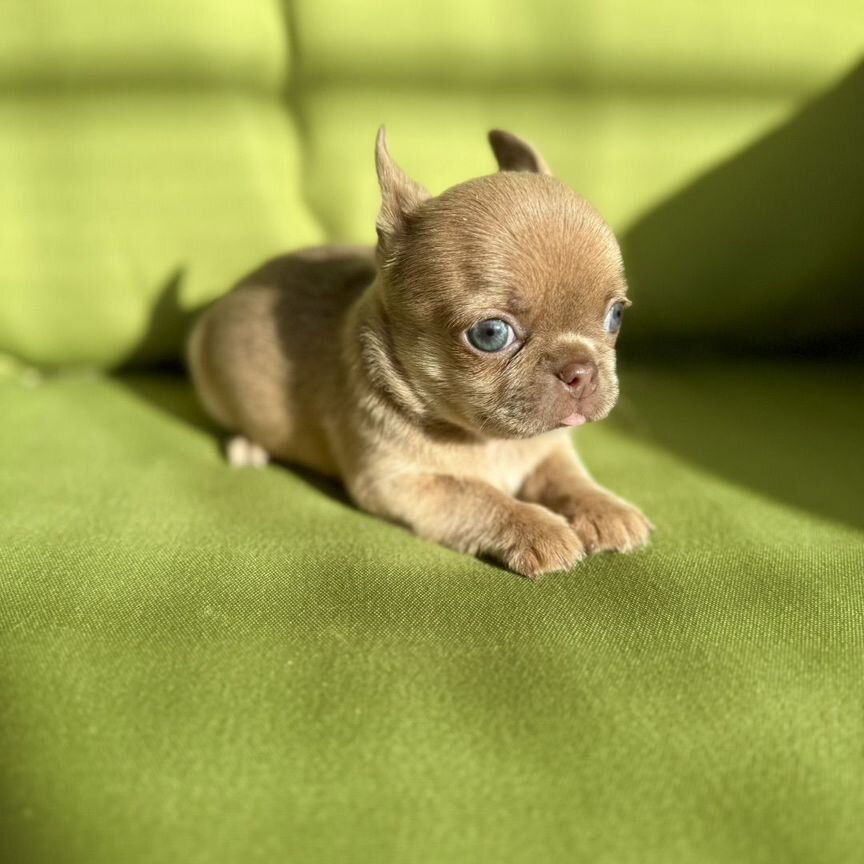 Щенки чихуахуа