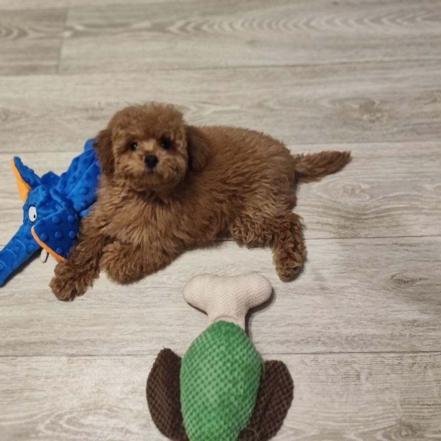 Малышка Мальтипу red окраса