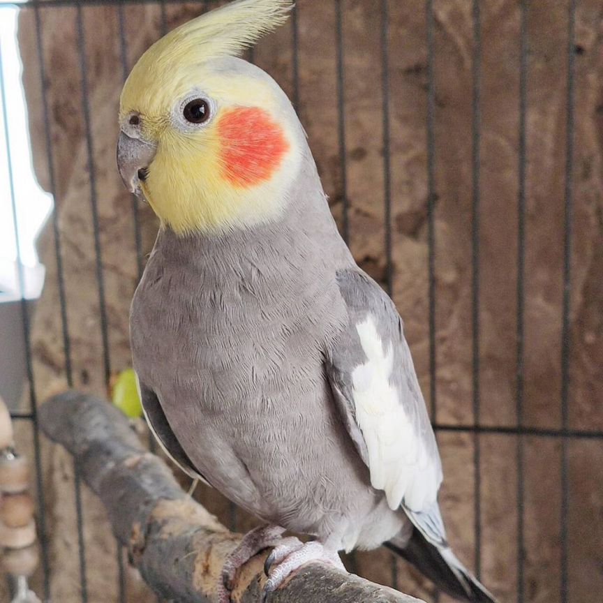 Попугай корелла