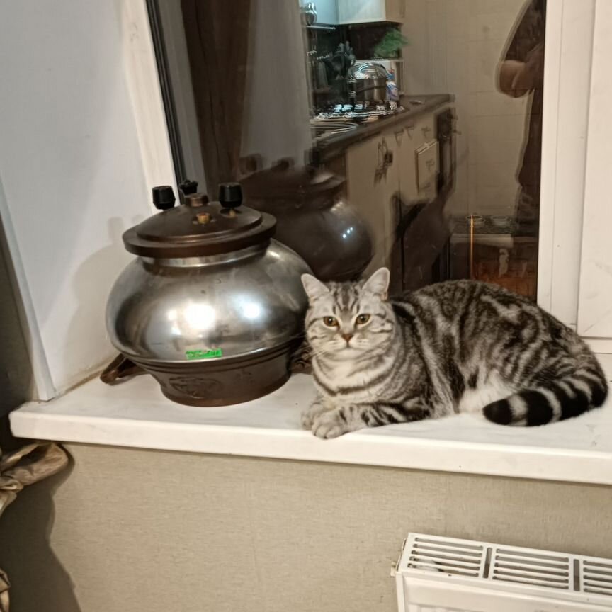 Отдам в хорошие руки