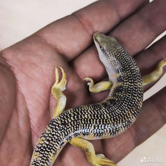 Аптечный сцинк