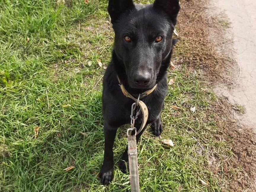 Кобель для случки