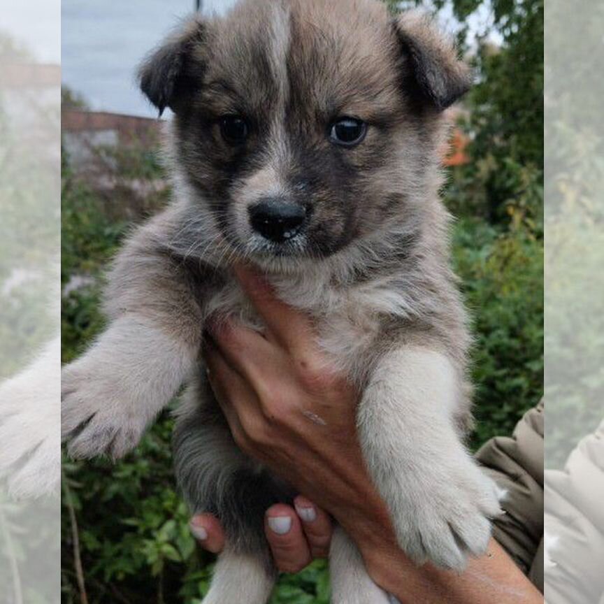 Щенок живёт на улице