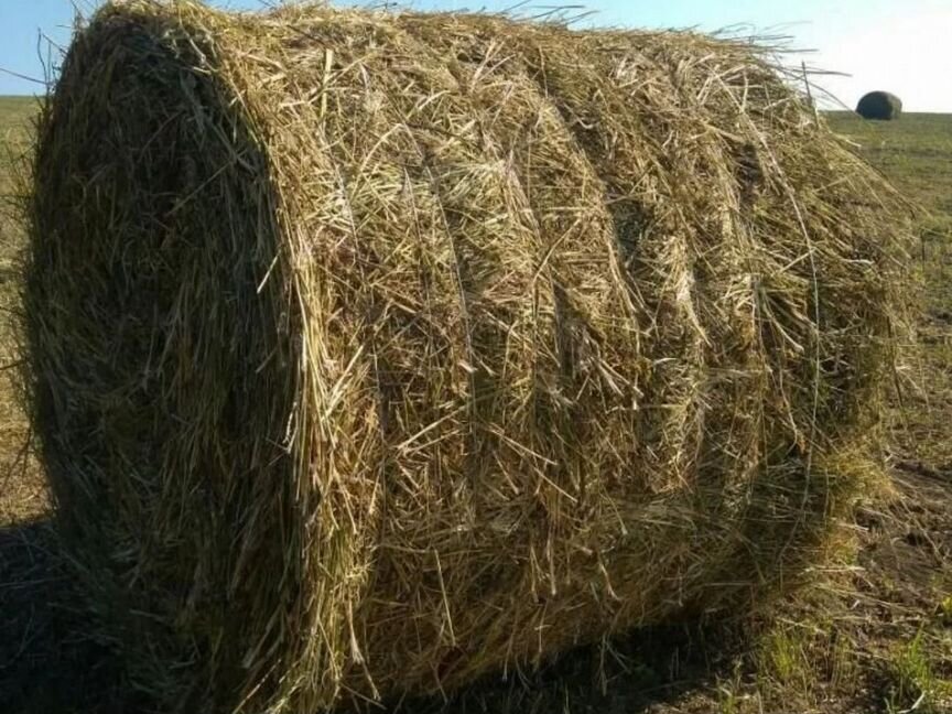 Продам сено в рулонах