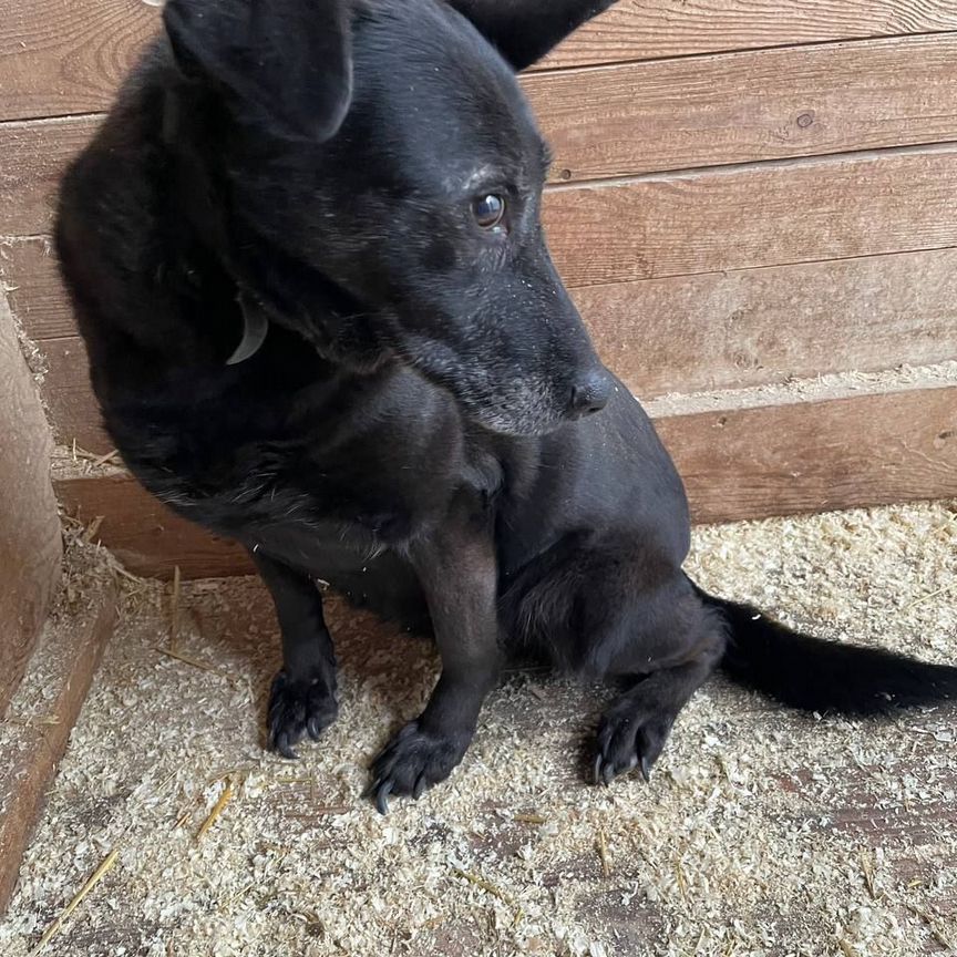 Каждый год для Чумы похож один на другой