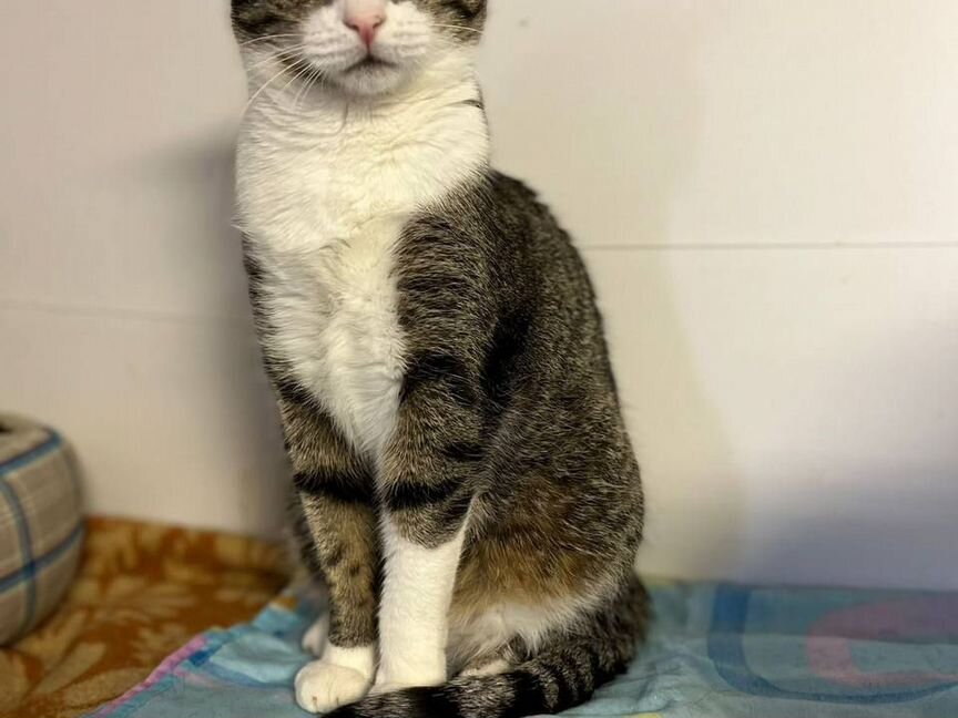 Кошки в добрые руки бесплатно