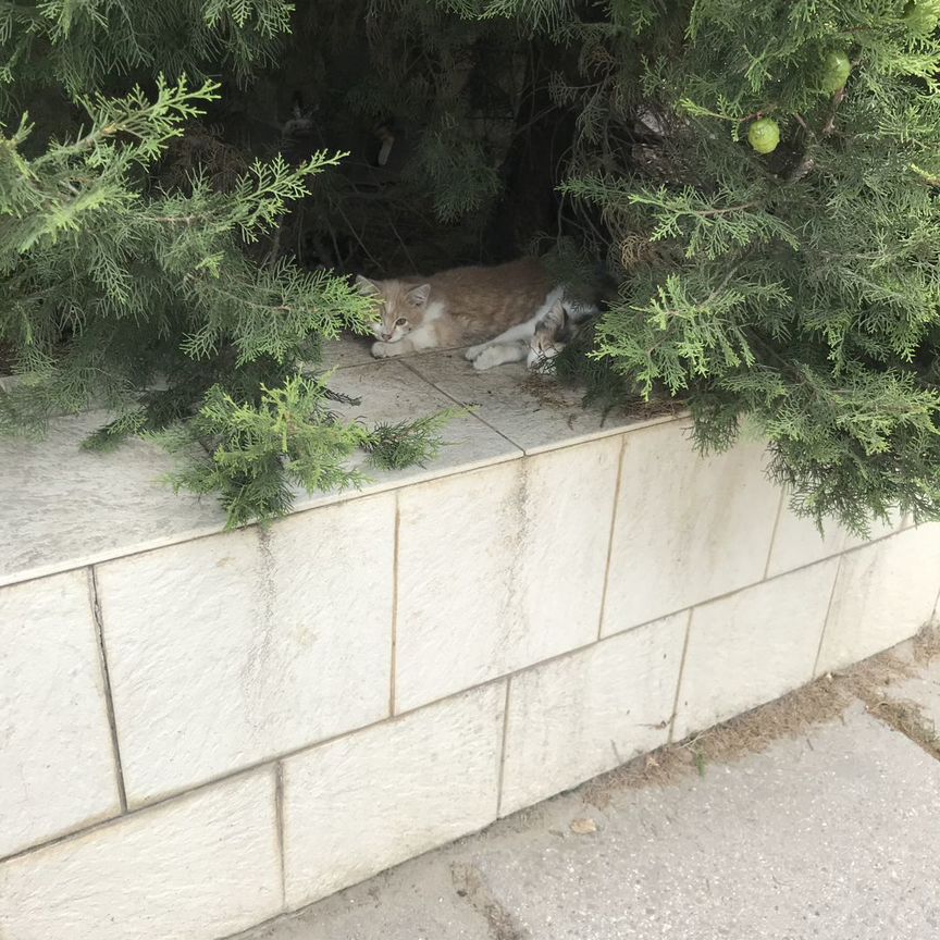 Котята-малыши в добрые заботливые руки