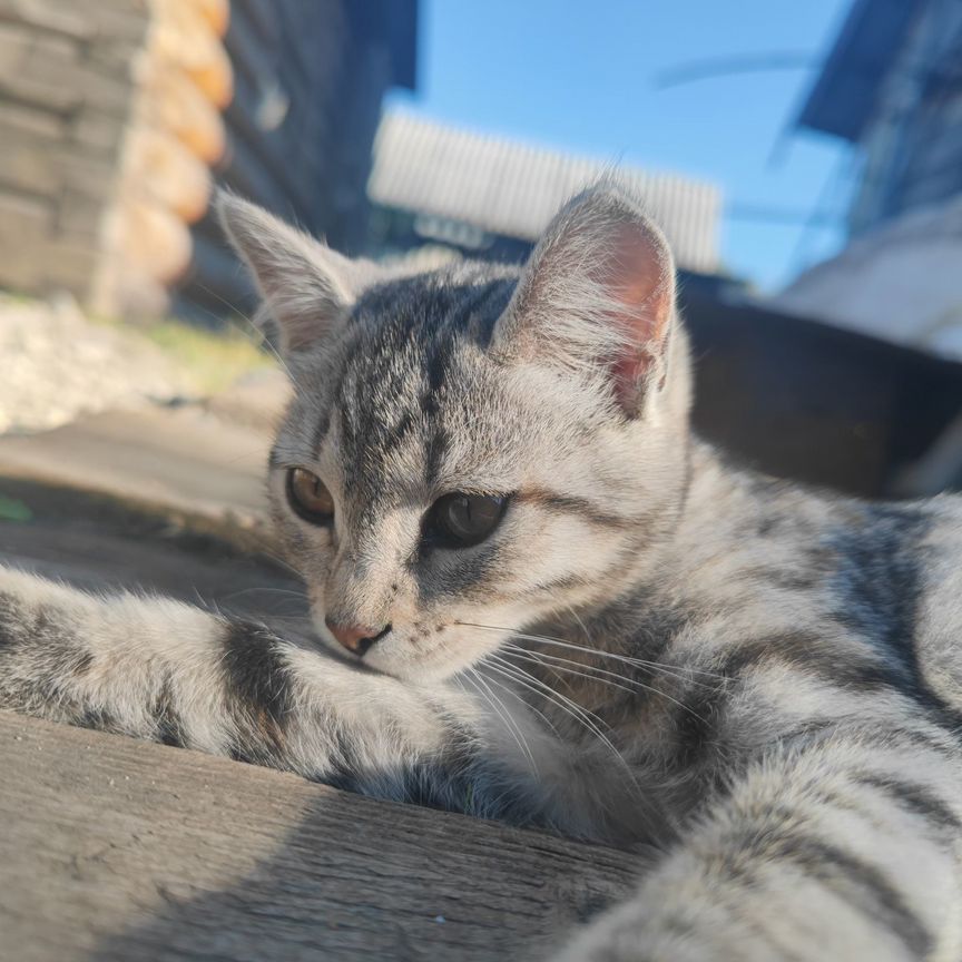 Котенок котейка котёнок котейка