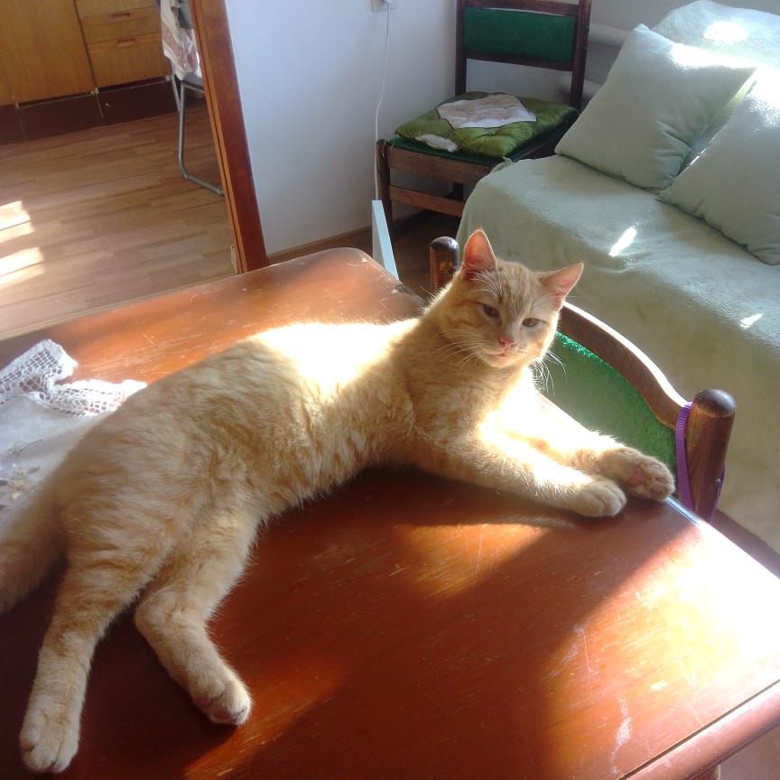 Котик в добрые руки