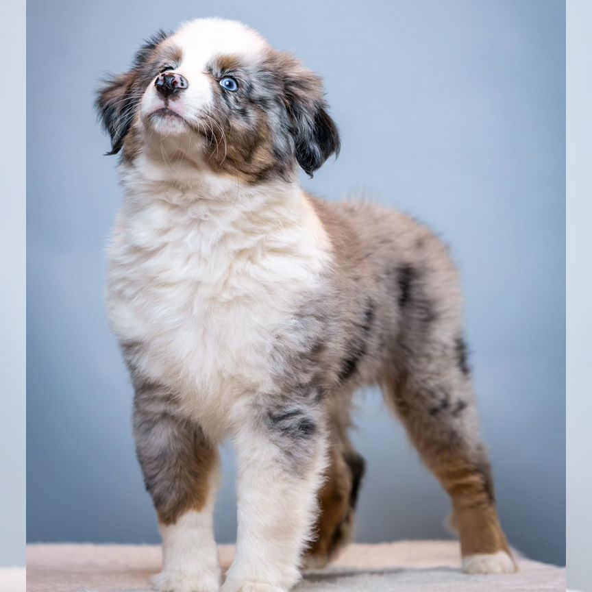 Миниатюрная американская овчарка, щенок