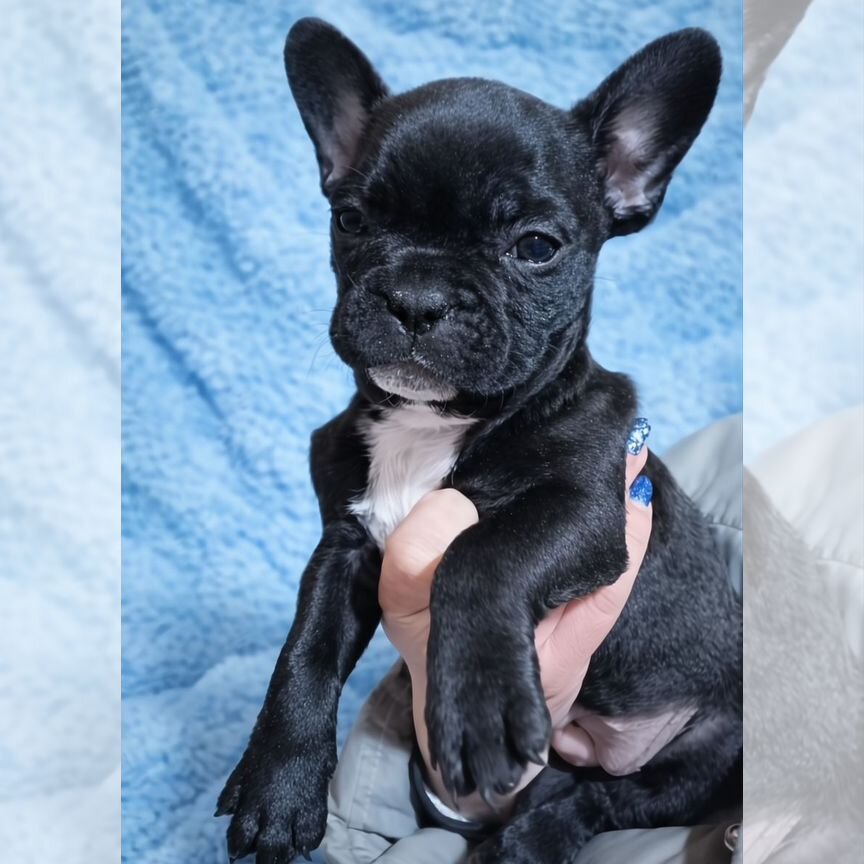 Французский бульдог, щенок