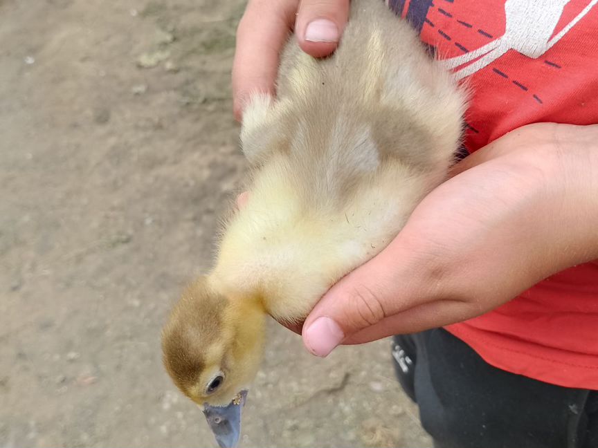 Утята индо утки