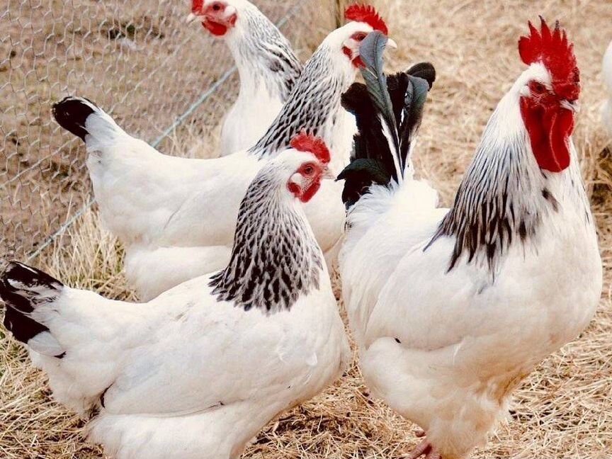 Адлеровская серебристая порода кур