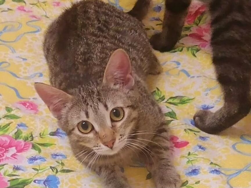 Котенок-девочка в добрые руки