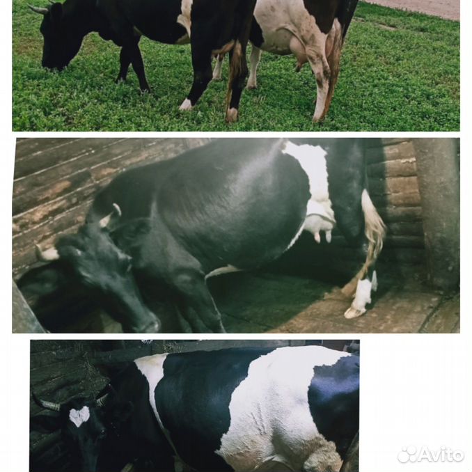 Продаю коров