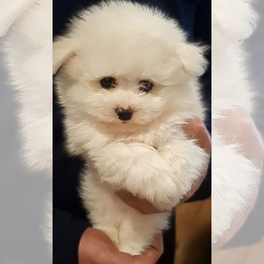 Мальтипу, щенок